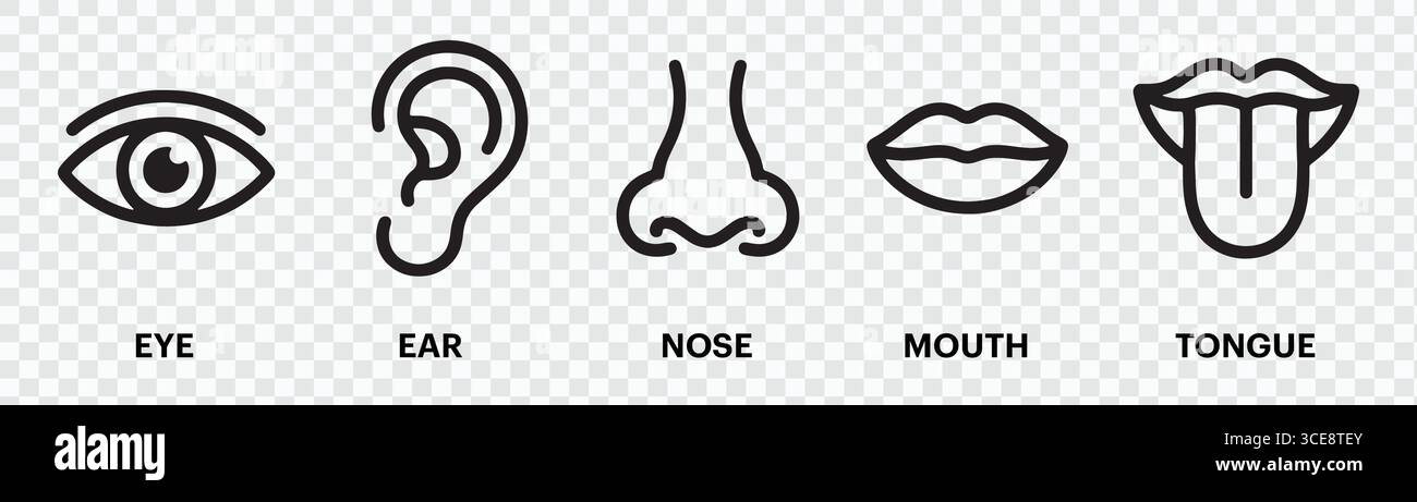 Body senses smell nose hi-res stock photography and images - Alamy