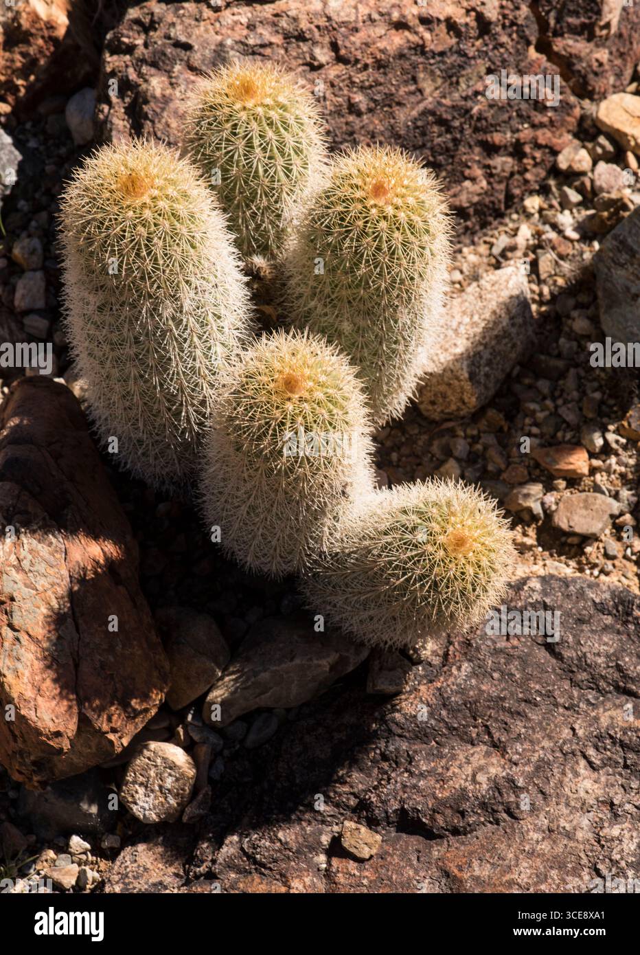 Cactus echinocereus desert hi-res stock photography and images - Alamy