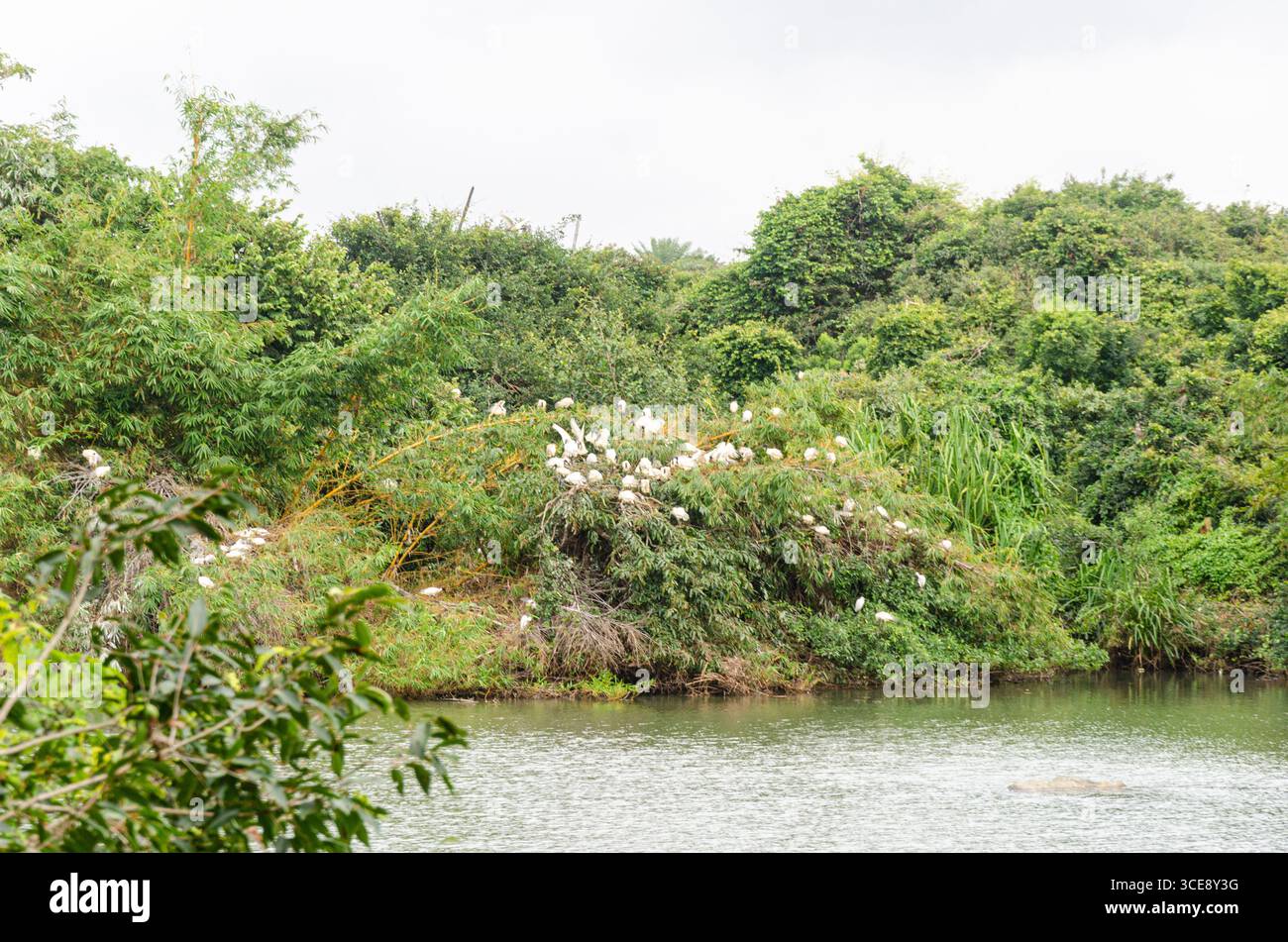 A view of Ranganathittu bird sanctuary in Mysore, Karnataka, India ...