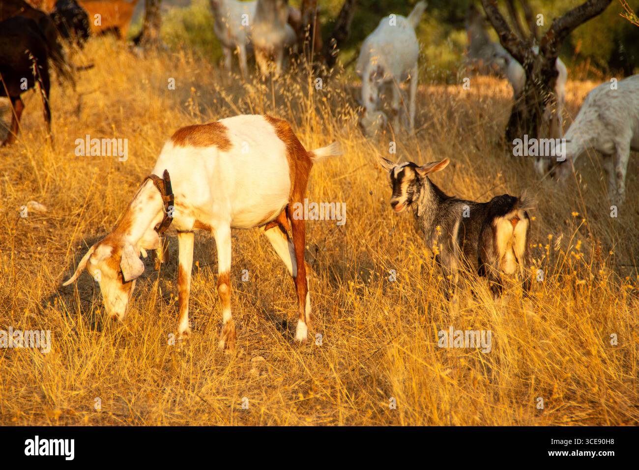 Cabras domésticas pastando en una finca Stock Photo - Alamy