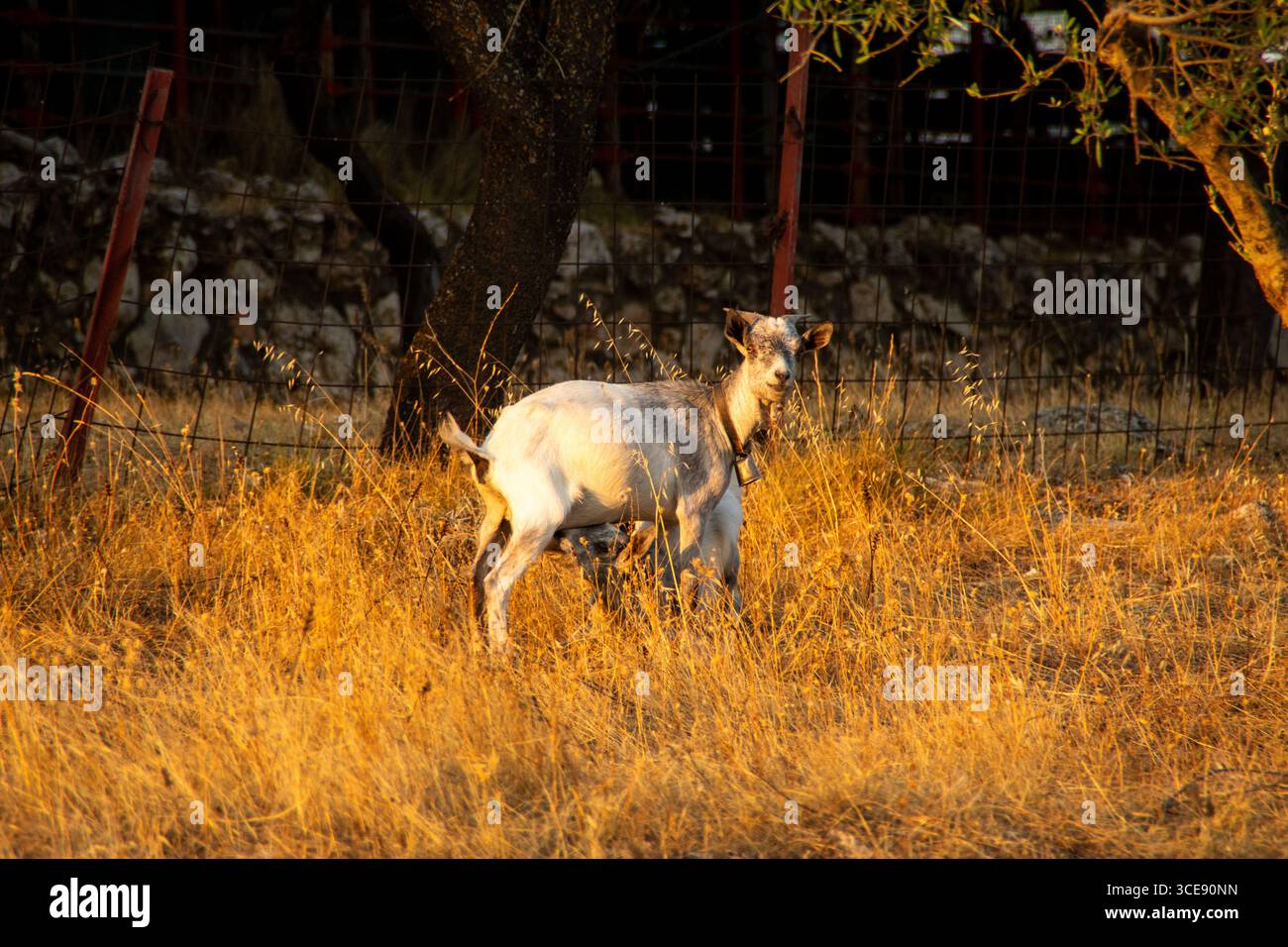 Cabras domésticas pastando en una finca Stock Photo - Alamy