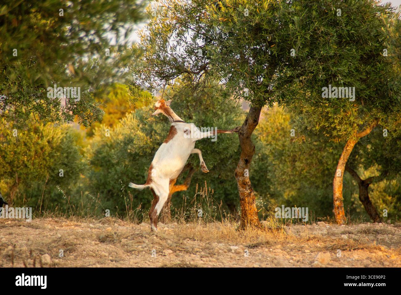 Cabras domésticas pastando en una finca Stock Photo - Alamy