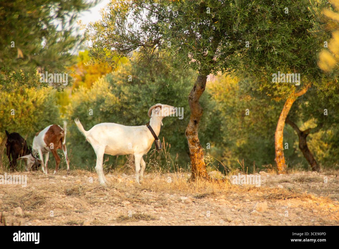 Cabras domésticas pastando en una finca Stock Photo - Alamy