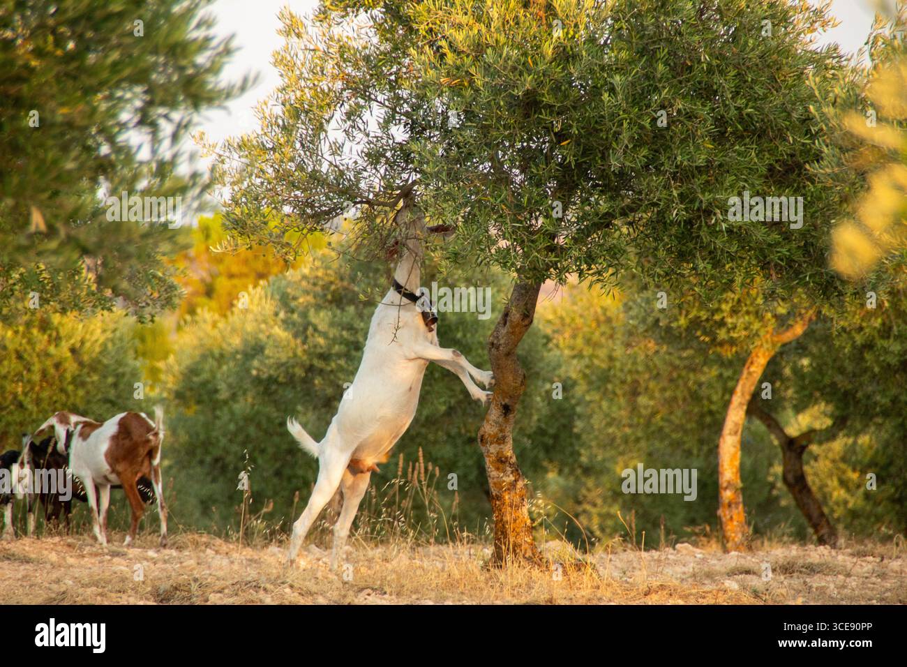Cabras domésticas pastando en una finca Stock Photo - Alamy