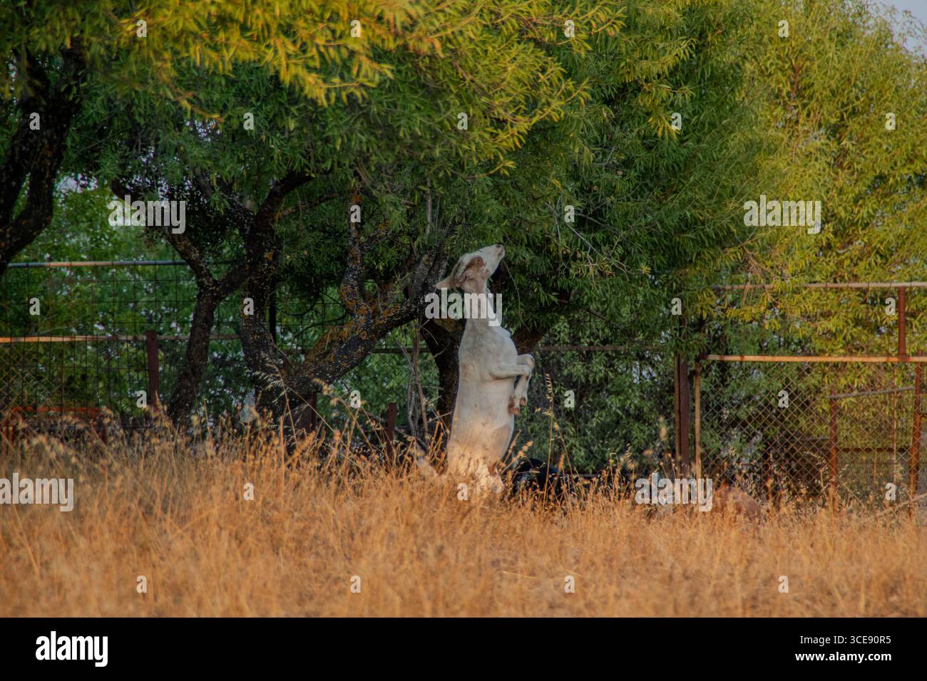 Cabras domésticas pastando en una finca Stock Photo - Alamy
