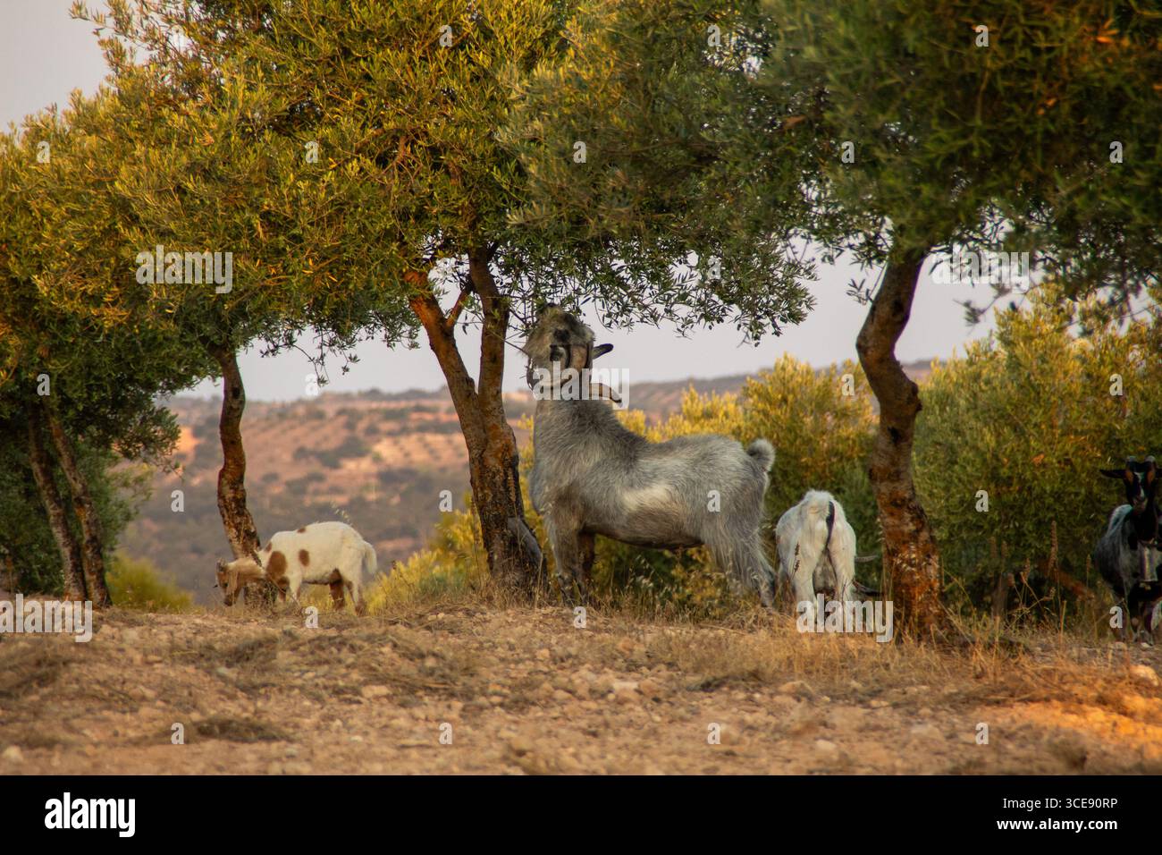 Cabras domésticas pastando en una finca Stock Photo - Alamy