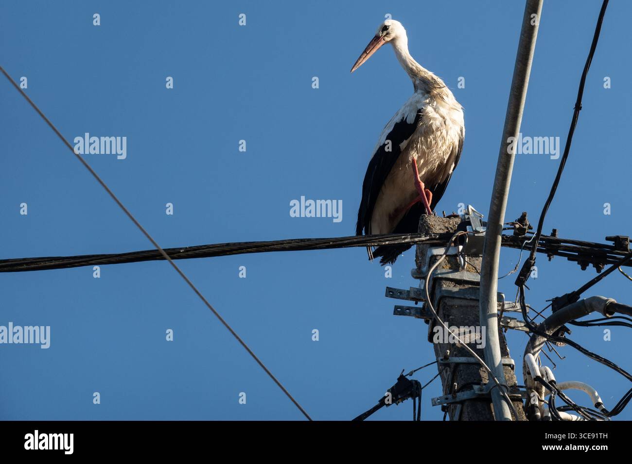 White Stork perch and nest on an electric pole in Romania. The species ...