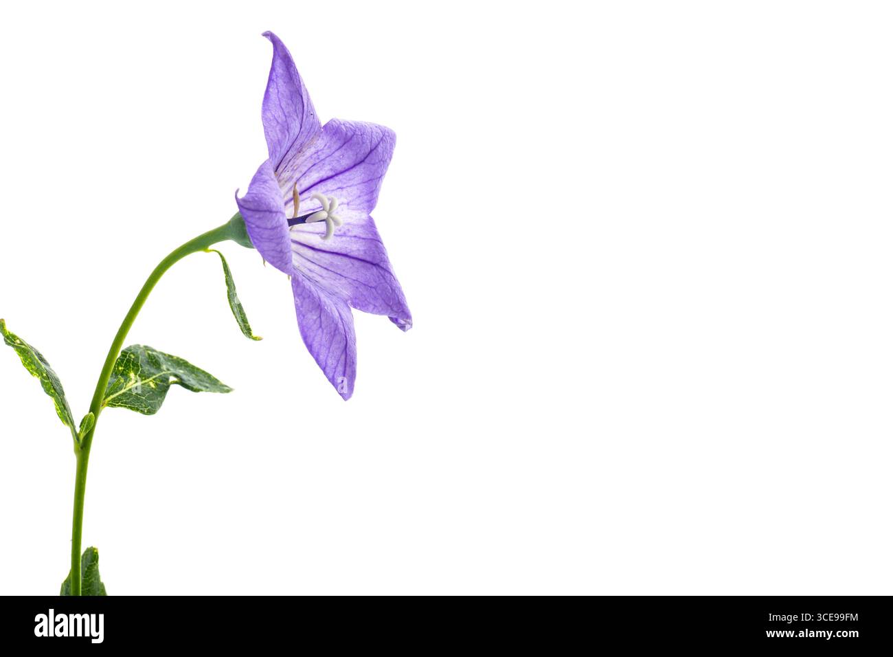 Delicate flower of the bellflower with expressive veins of the petals ...