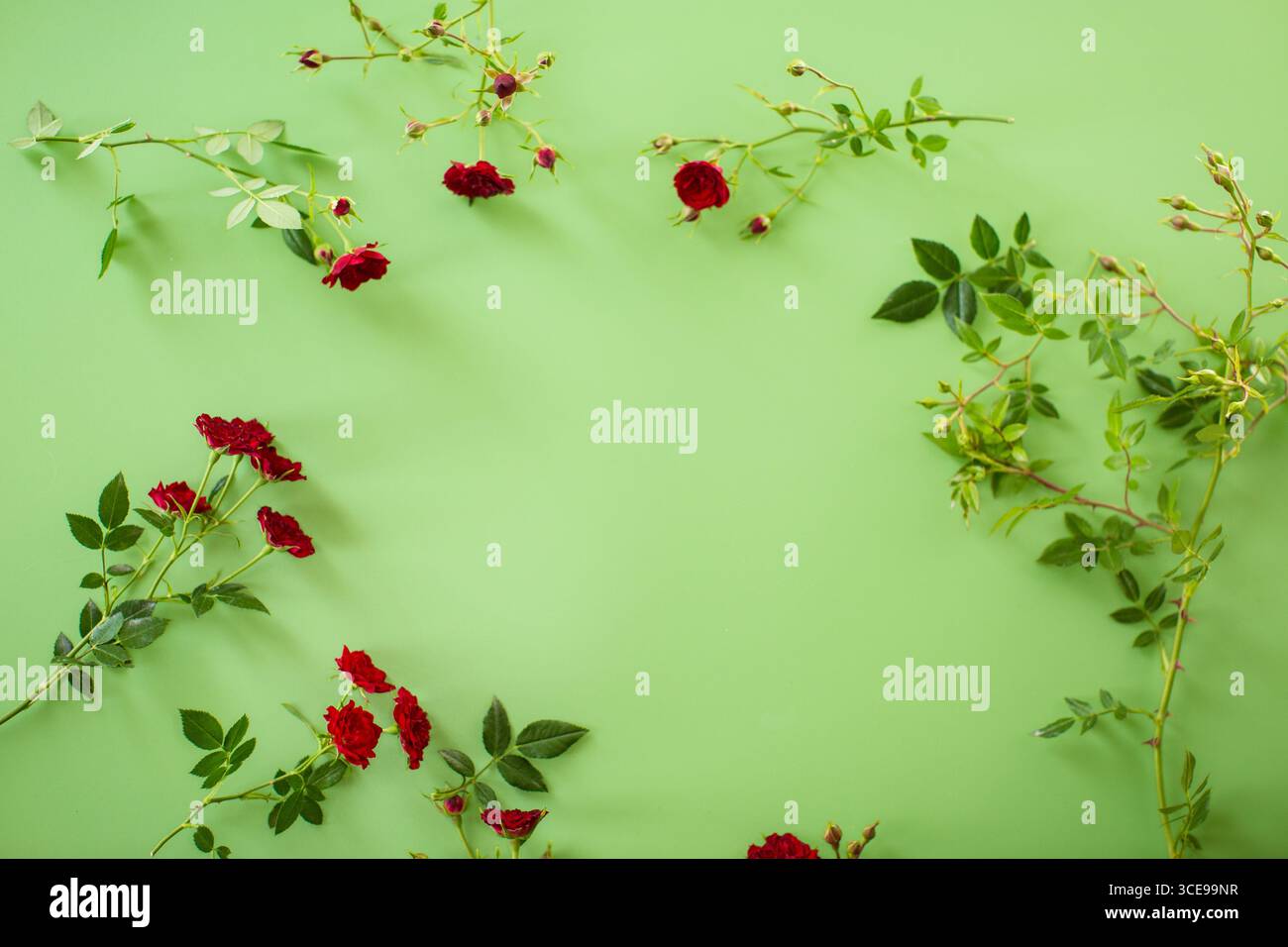 Top view miniature red roses hi-res stock photography and images - Alamy