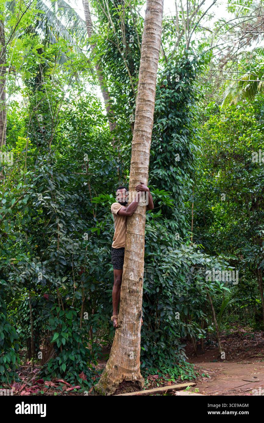 Masingini forest hi-res stock photography and images - Alamy