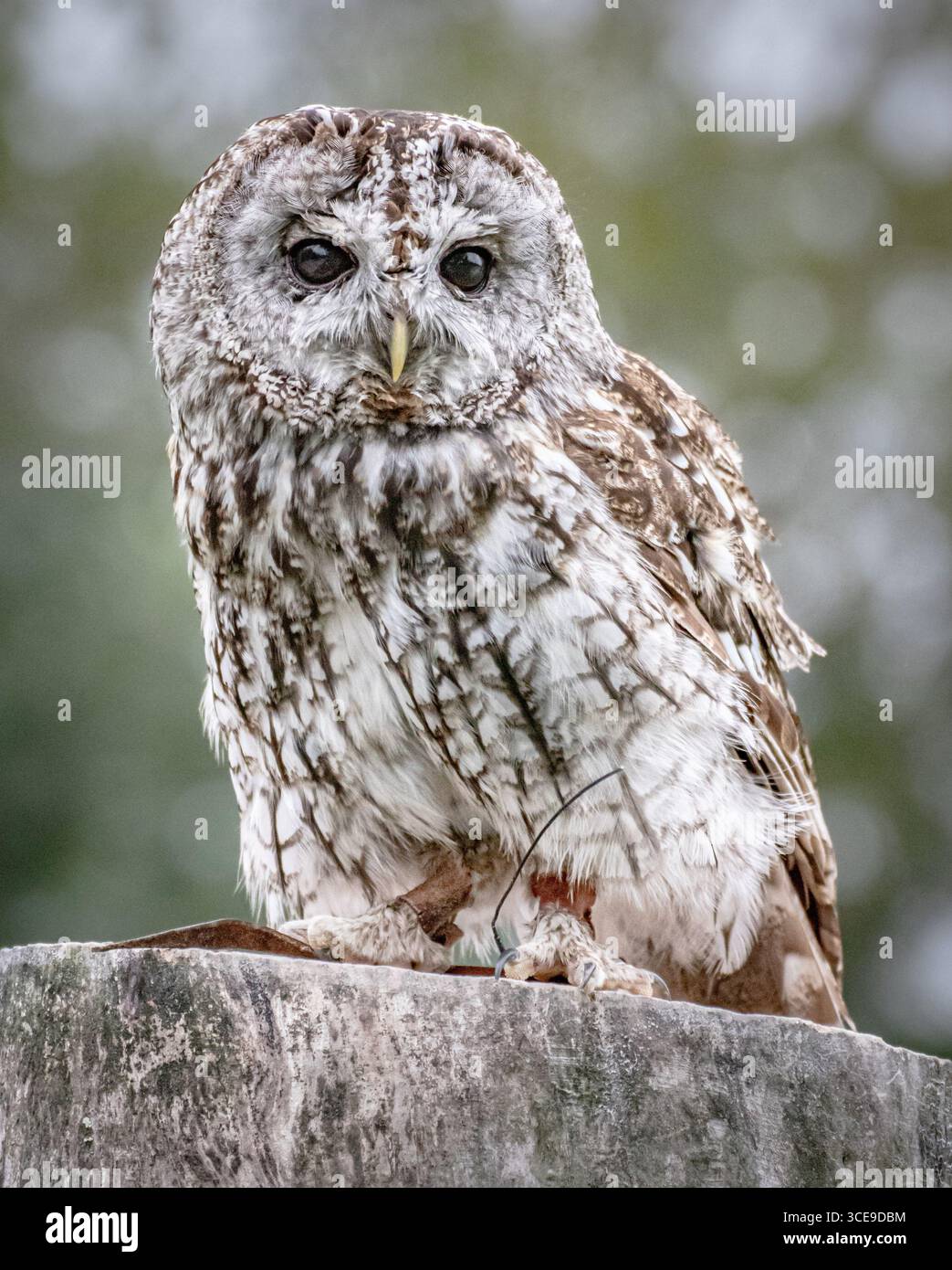 Woodland owls at a flying display at an owl sanctuary in Cornwall Stock ...
