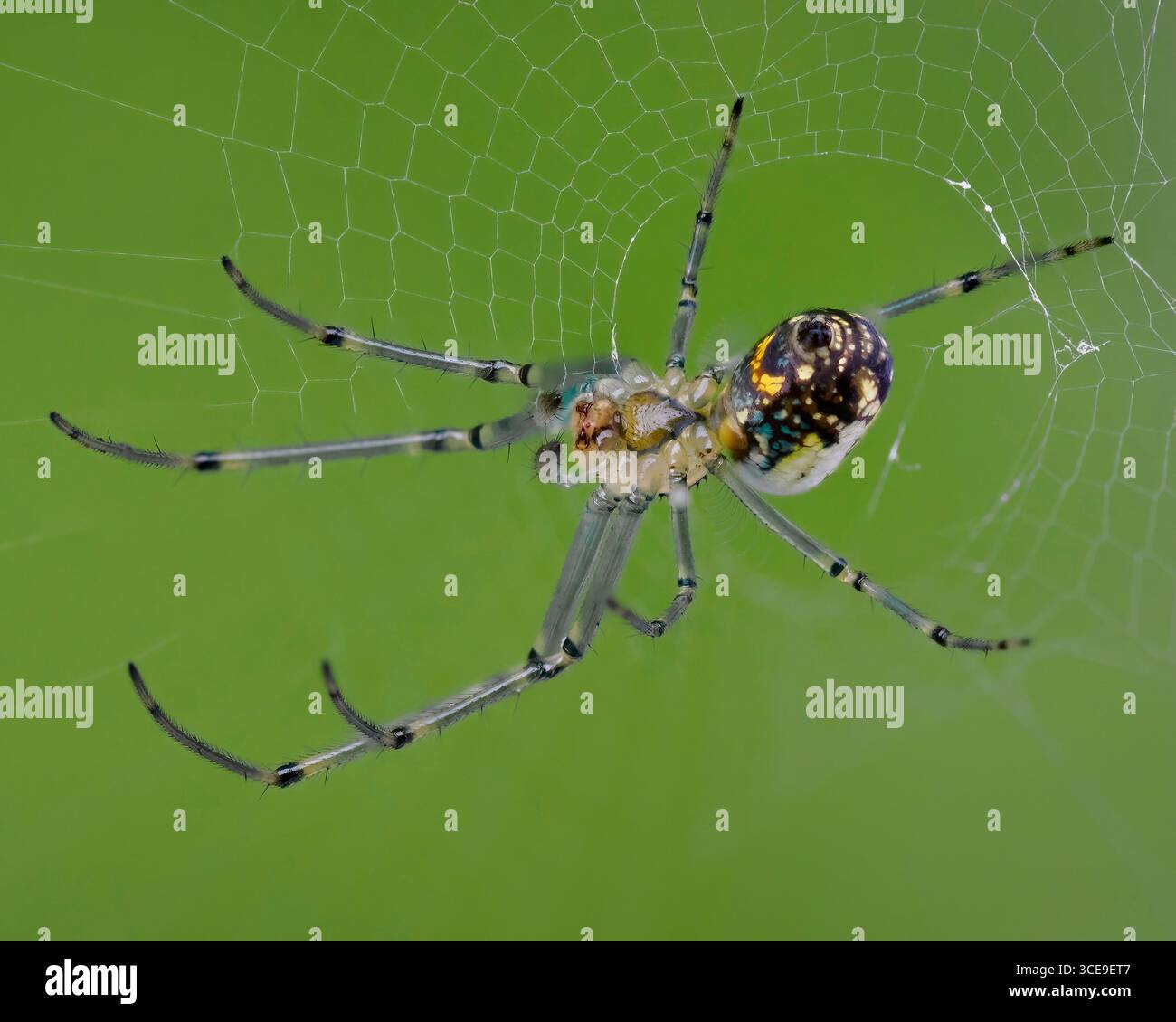Long jawed orb weaver family hi-res stock photography and images - Alamy