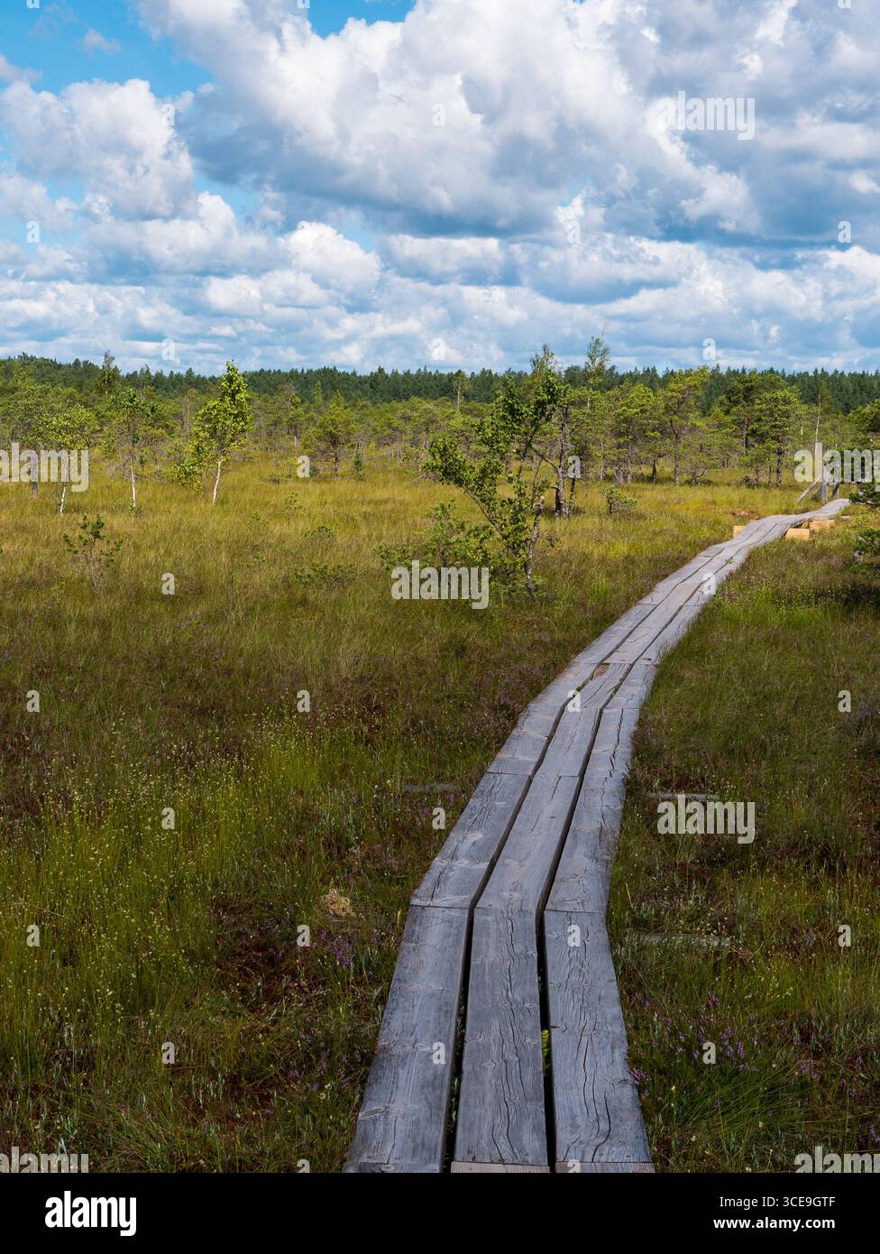 Swamp bog wetland boardwalk hi-res stock photography and images - Alamy