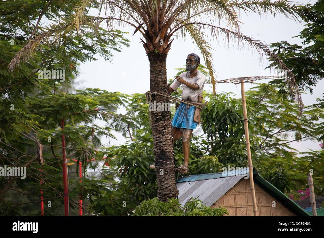 Traditional method of extracting sap from date palm trees Stock Photo ...