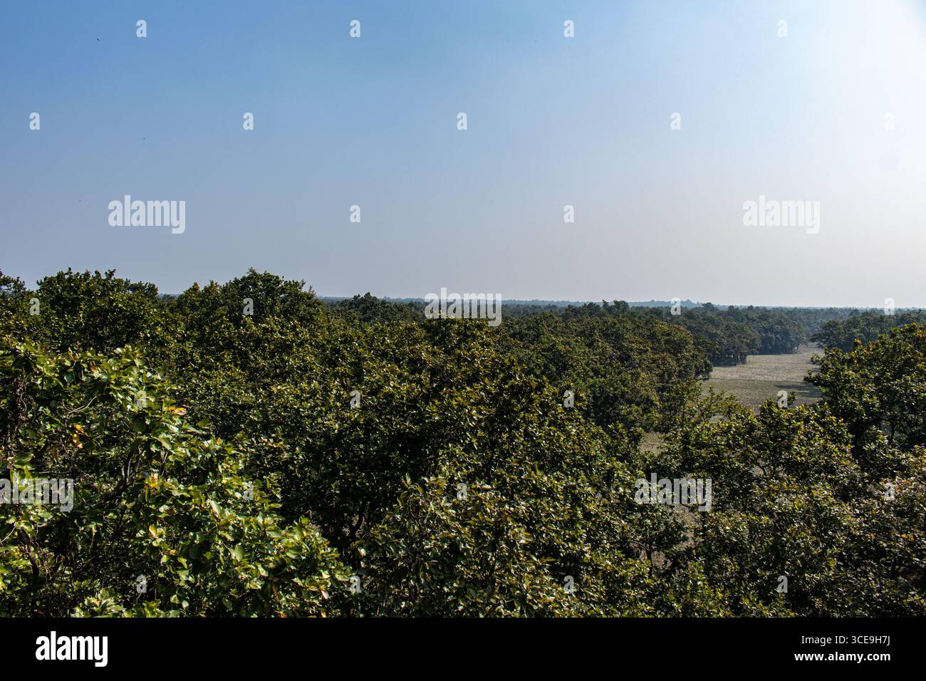 Trees inside tropical forest hi-res stock photography and images - Alamy