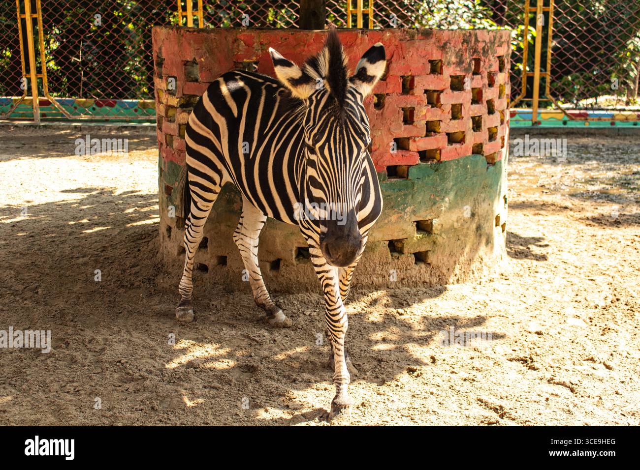 Wildlife zebra enjoying shadow in zoo environment Stock Photo - Alamy