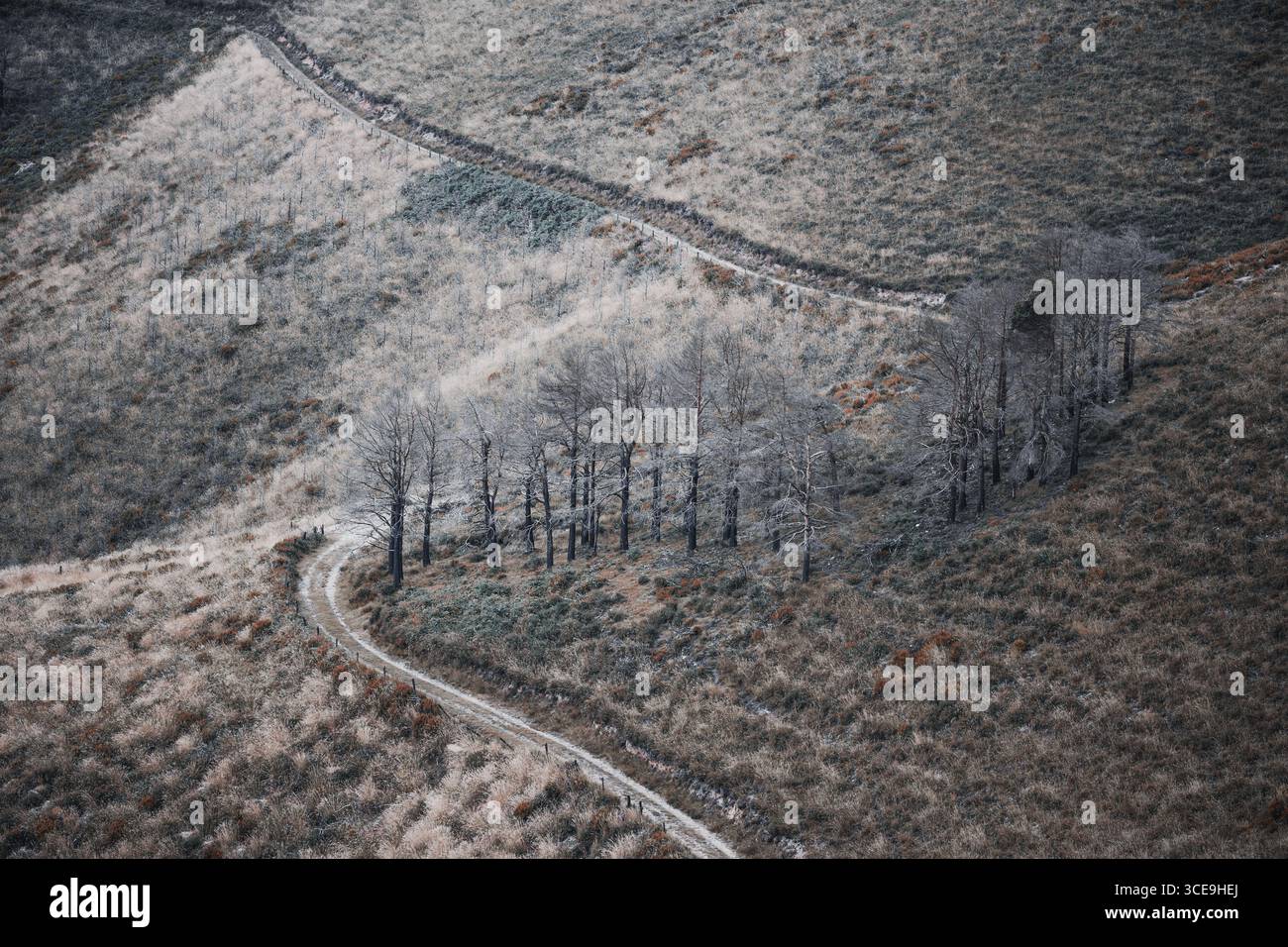 Burnt tree plantation on hillside with dry grass and winding dirt path ...
