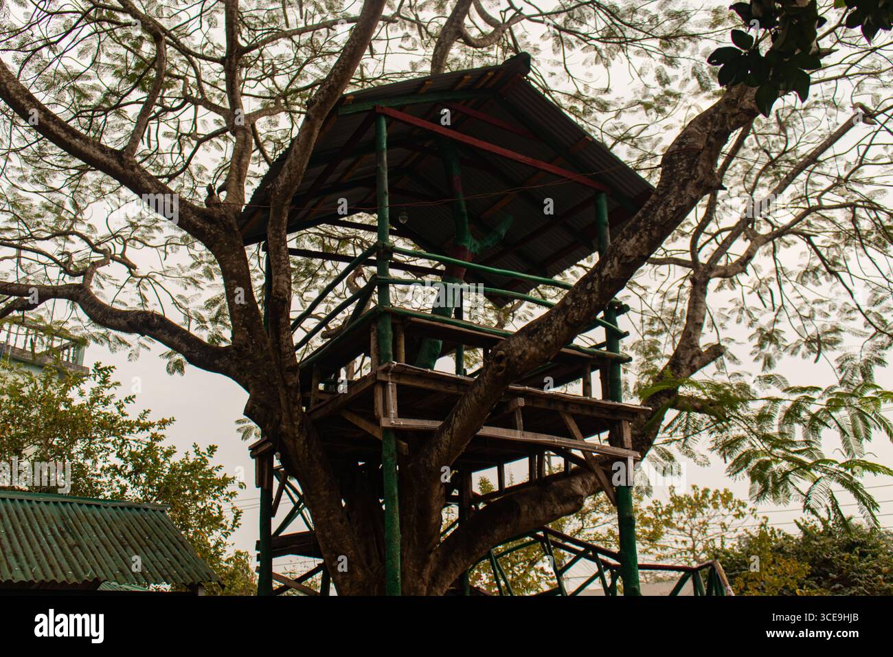 Wooden stairs lead to a high treehouse surrounded by lush nature in ...