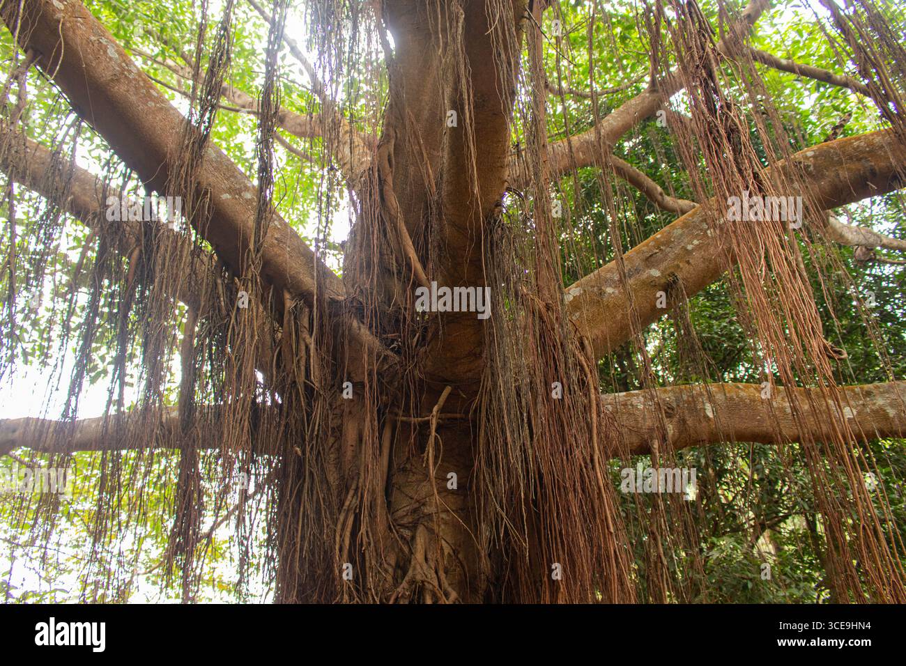 The giant banyan tree in Sajek Valley stands tall with countless ...