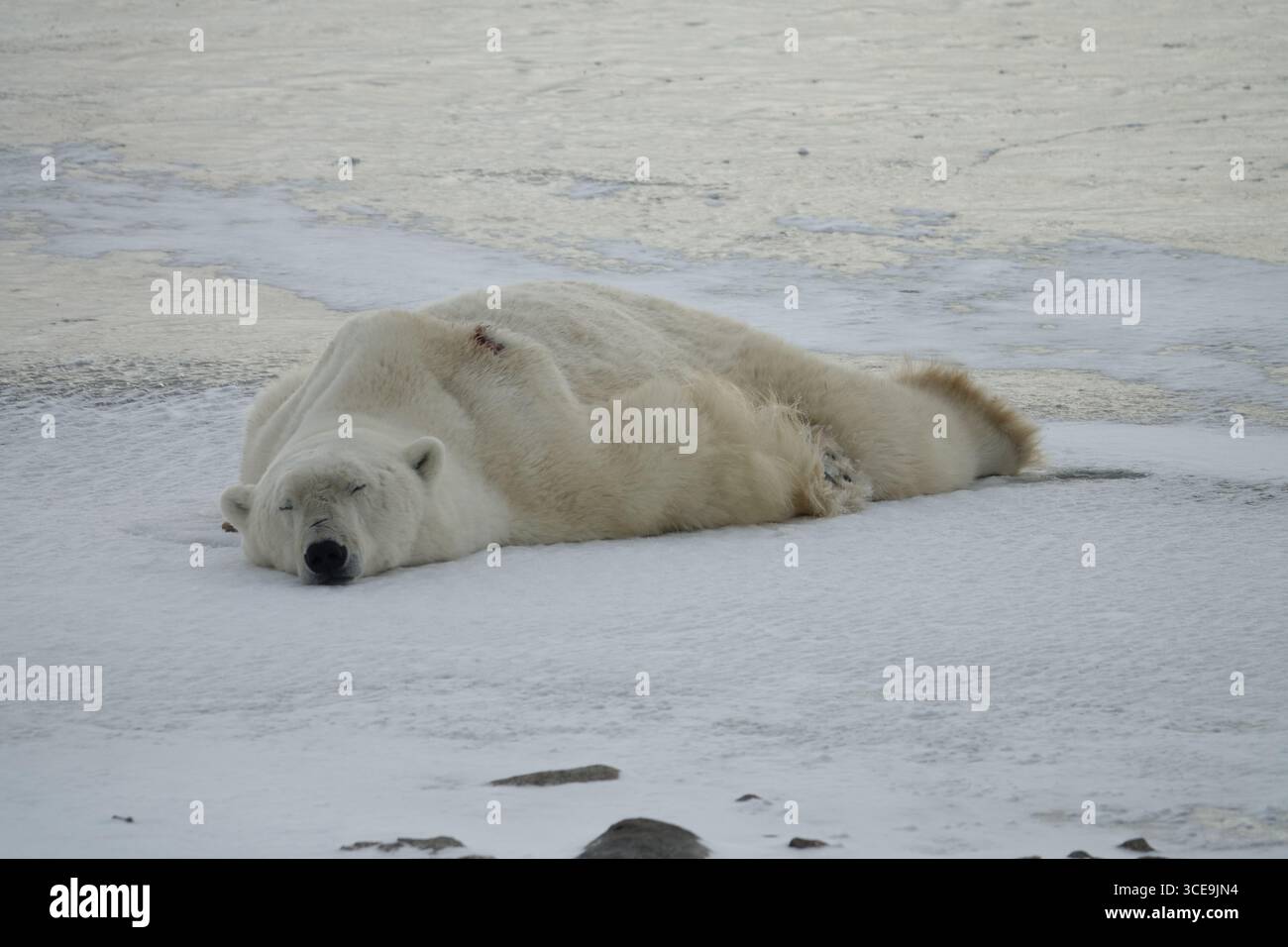 Polar bear sleeping on hi-res stock photography and images - Alamy