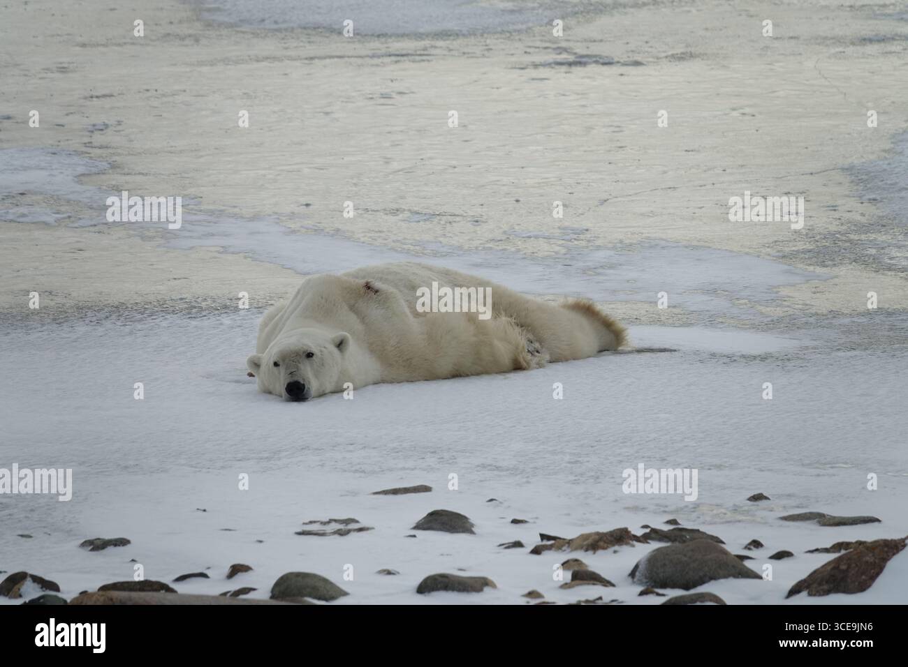 Polar bear sleeping on hi-res stock photography and images - Alamy