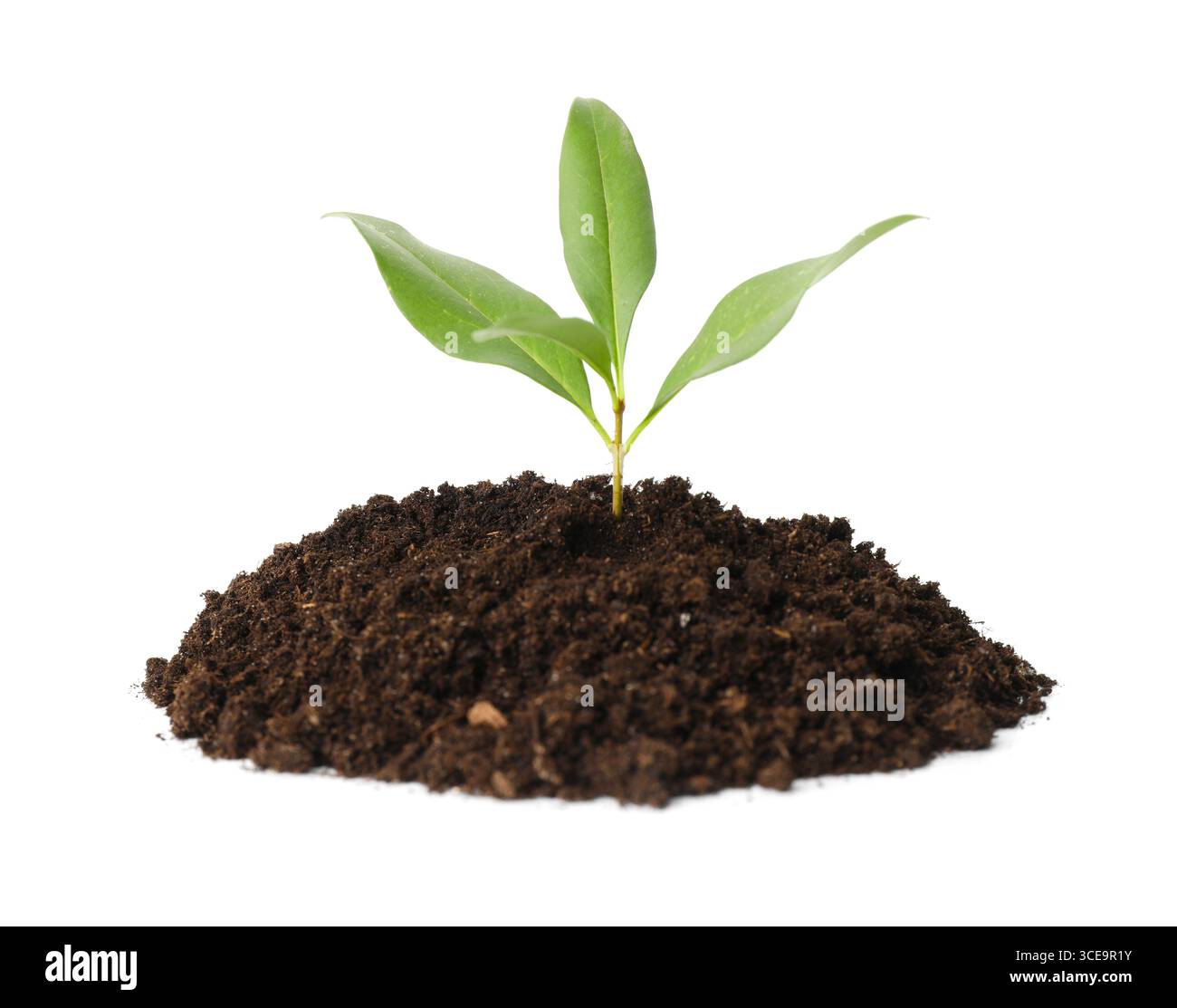Plant growing in fertile Cut Out Stock Images & Pictures - Alamy