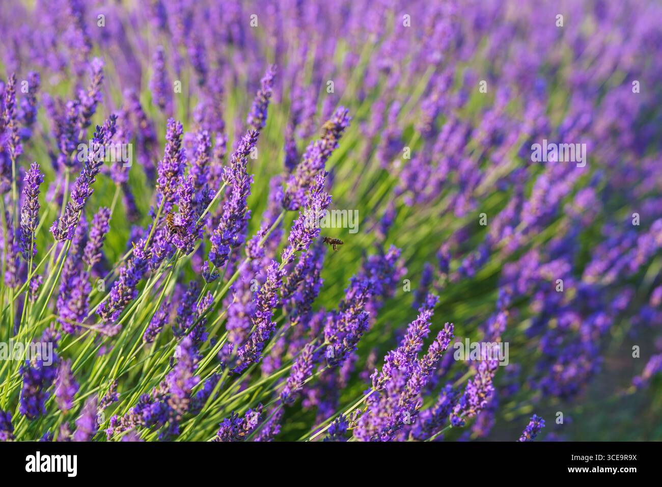 Plan view aromatic plant hi-res stock photography and images - Alamy