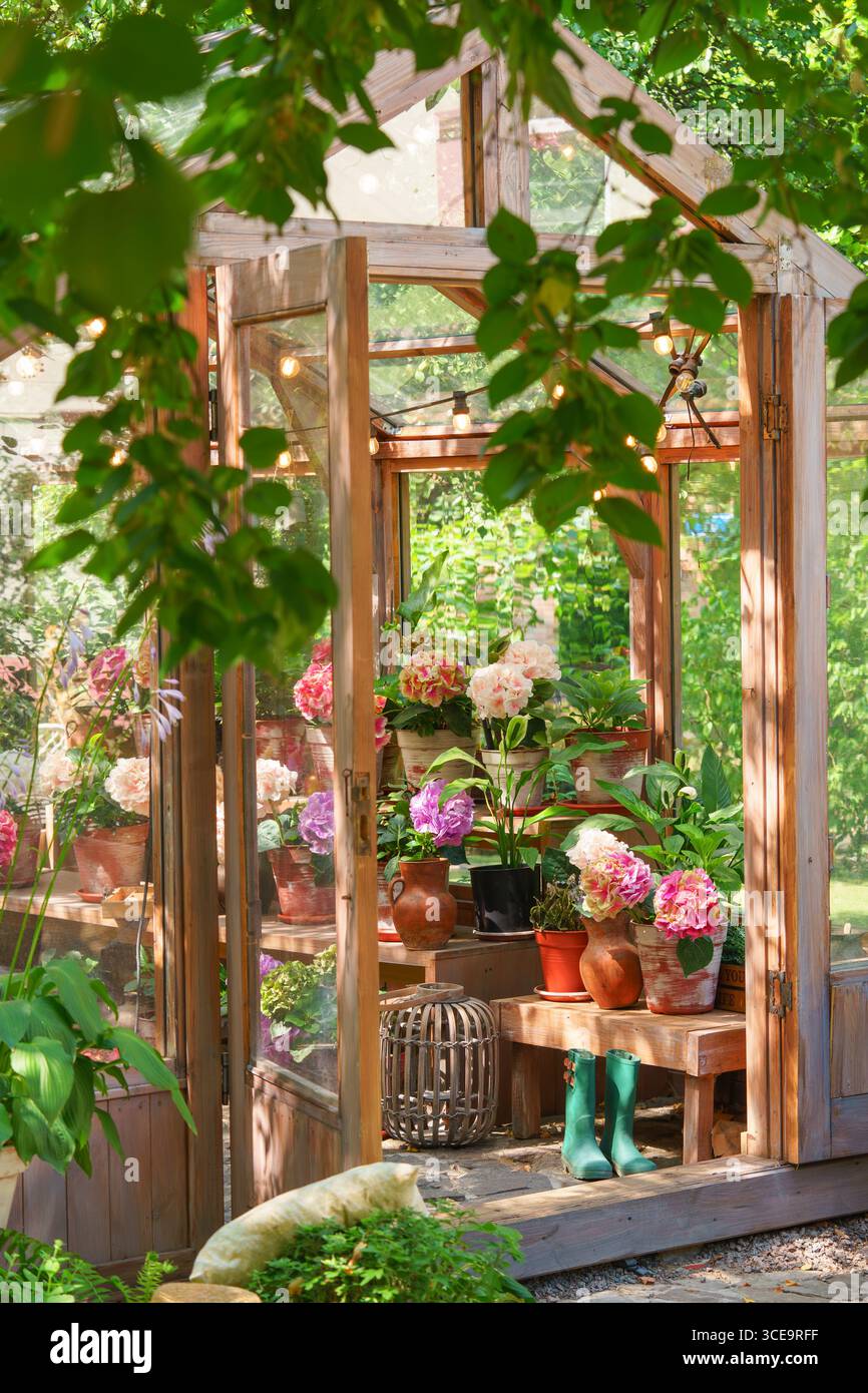 Charming wooden greenhouse with blooming potted hydrangeas and vibrant ...