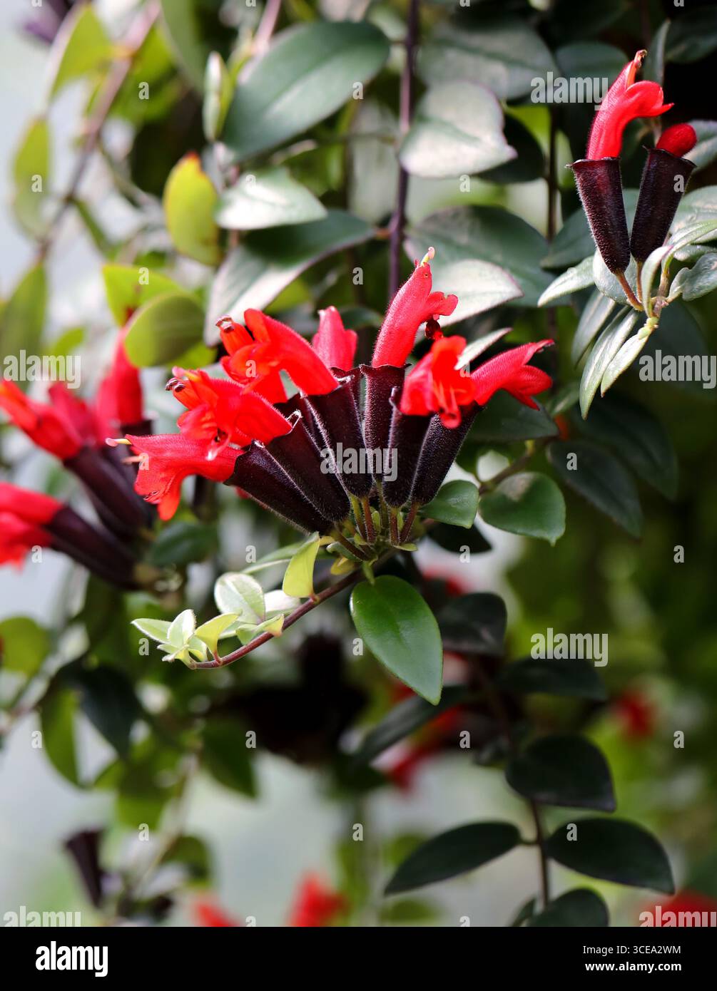 The Lipstick Plant or Red Bugle Vine, Aeschynanthus pulcher ...