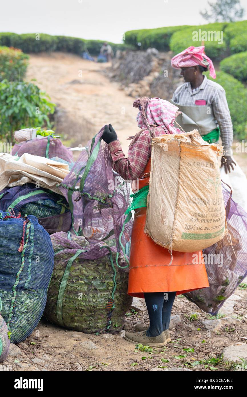 Tea Pickers Or Pluckers Harvesting Leaves On Plantation In Munnar, India, Sacks Filled With ...