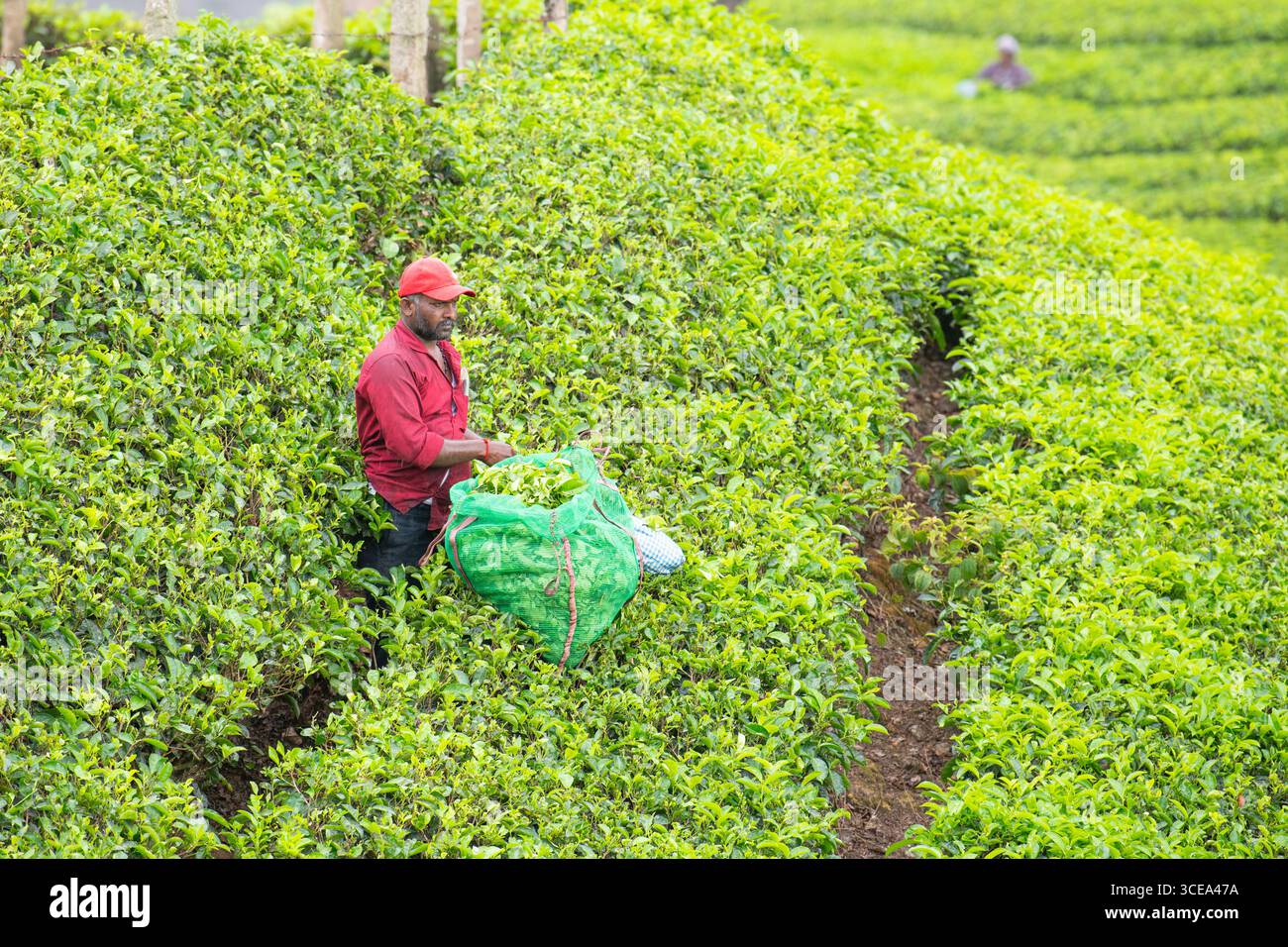 Tea Picker Or Plucker Harvesting Leaves On Plantation In Munnar, India ...