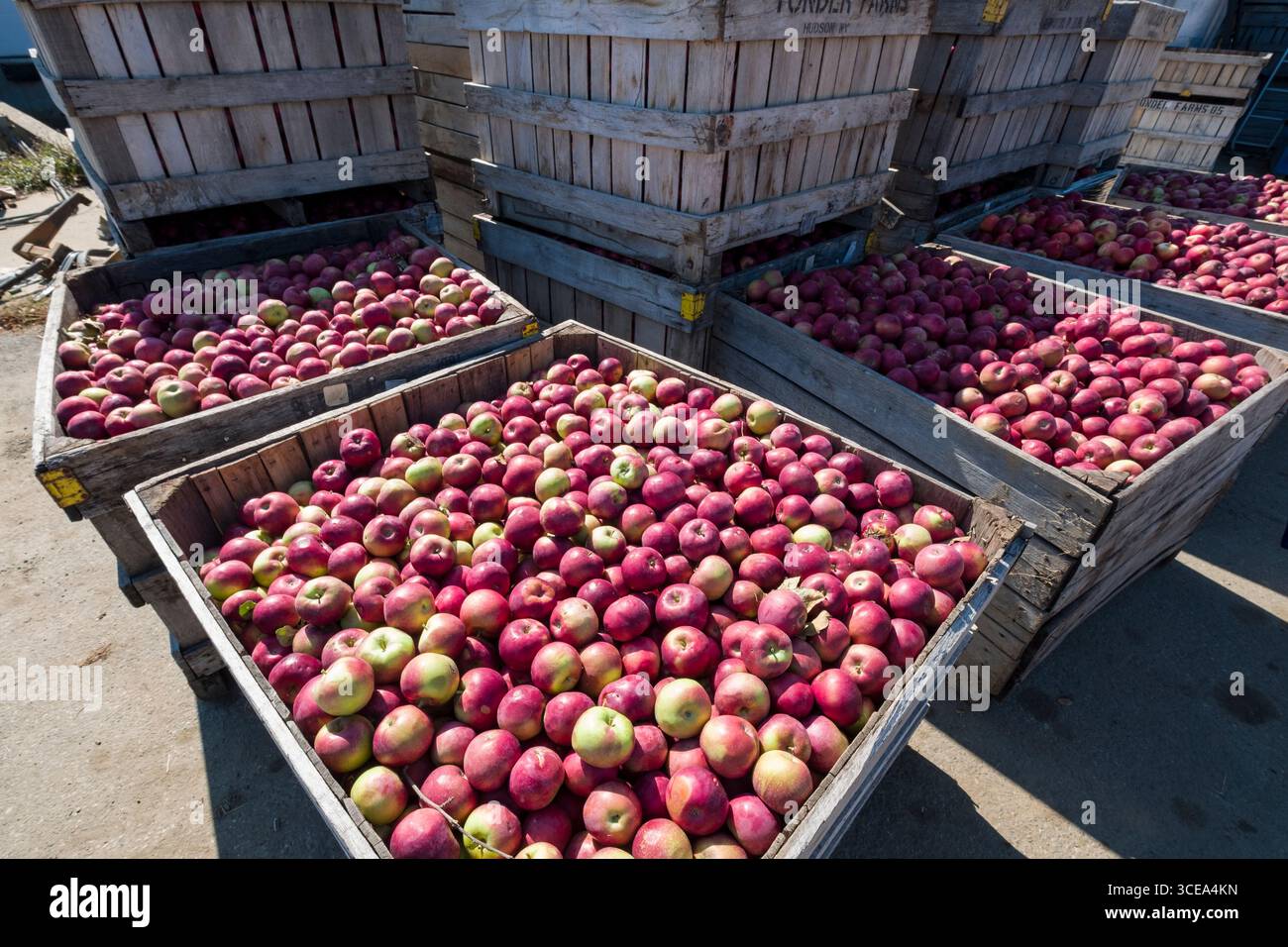 Wooden bins full of apples, Hilltop Orchards, Richmond, Berkshire ...