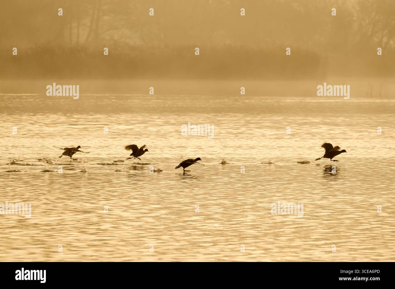 Coots running on water before taking off on the Somerset levels in the ...