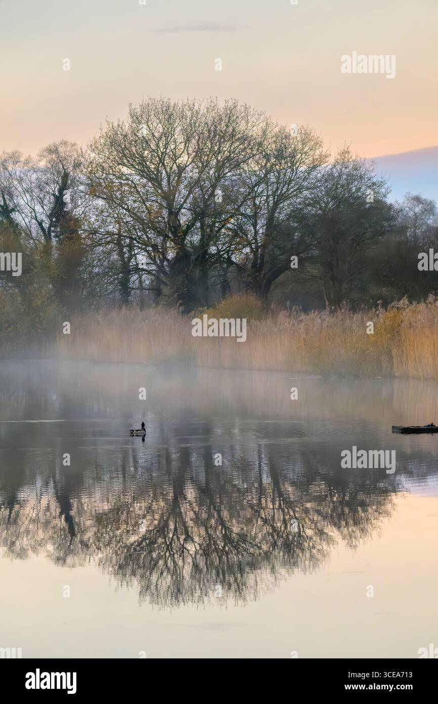 Single Mallard duck swimming on Ham Wall on the Somerset levels on a ...