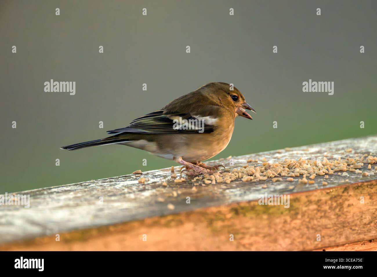 Scaly legs in birds hi-res stock photography and images - Alamy