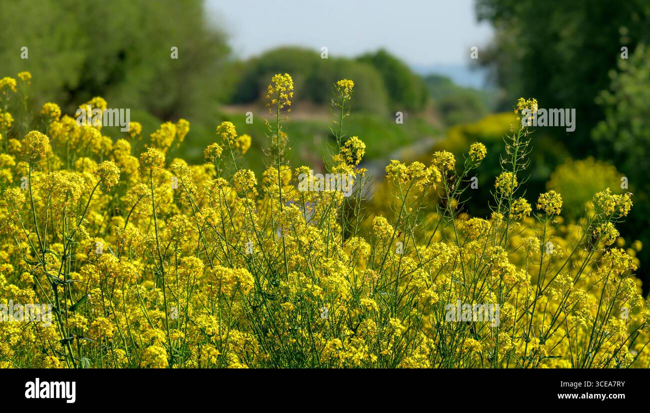 Bargeman's cabbage (Brassica rapa) growing along the South Drain, also ...