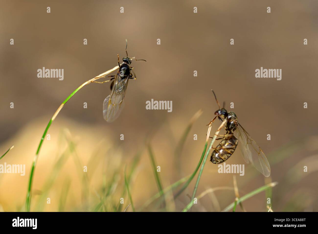 Flying Ants on grass on flying ant day where they take flight to mate ...