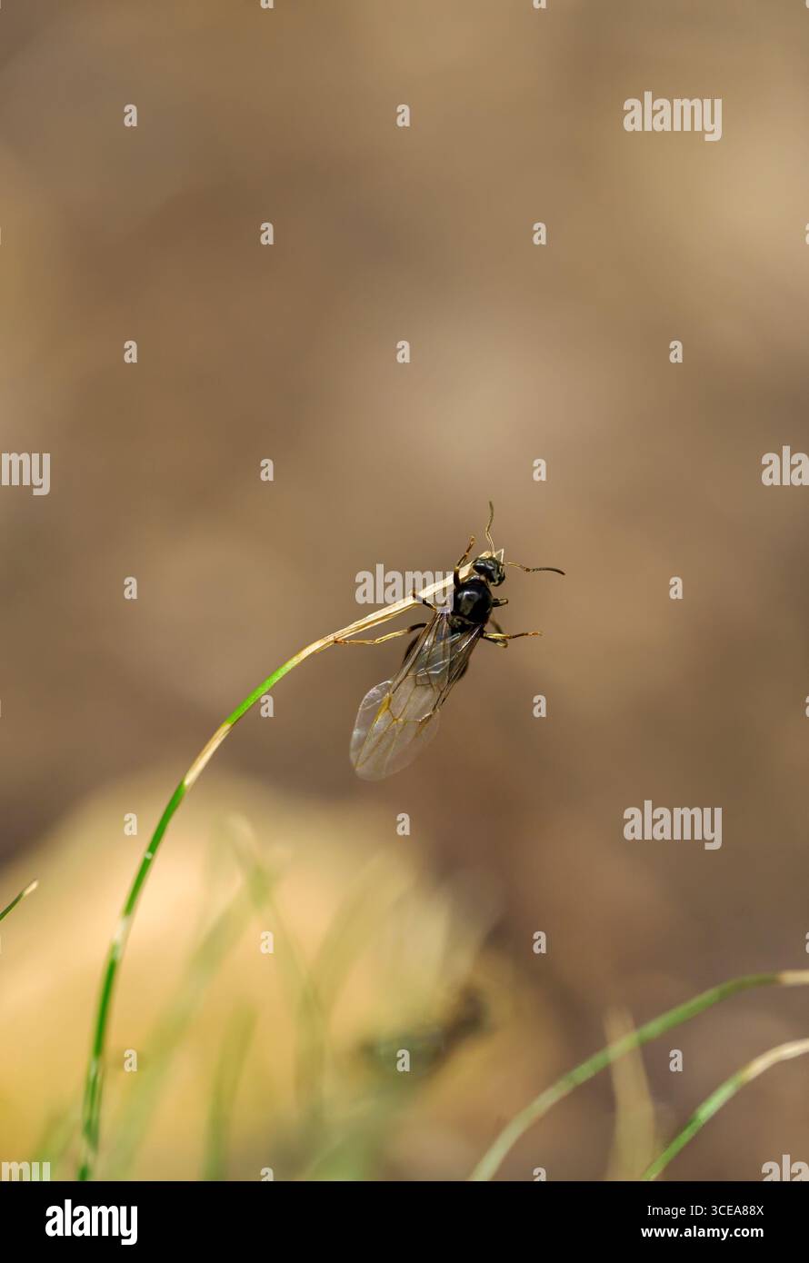Flying Ants on grass on flying ant day where they take flight to mate ...