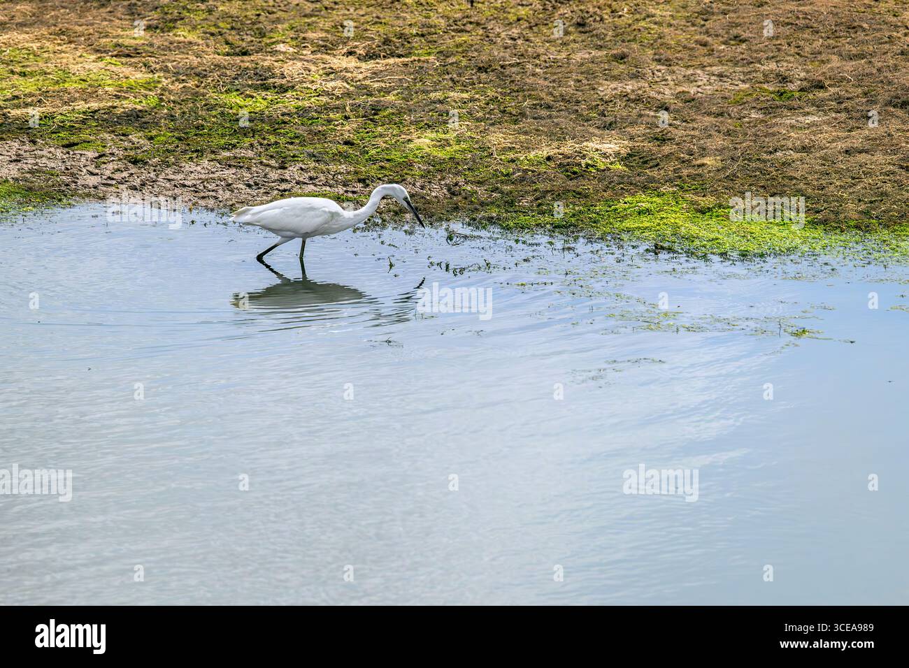 Little Egret feeding in the small shallow pools left in some areas of ...
