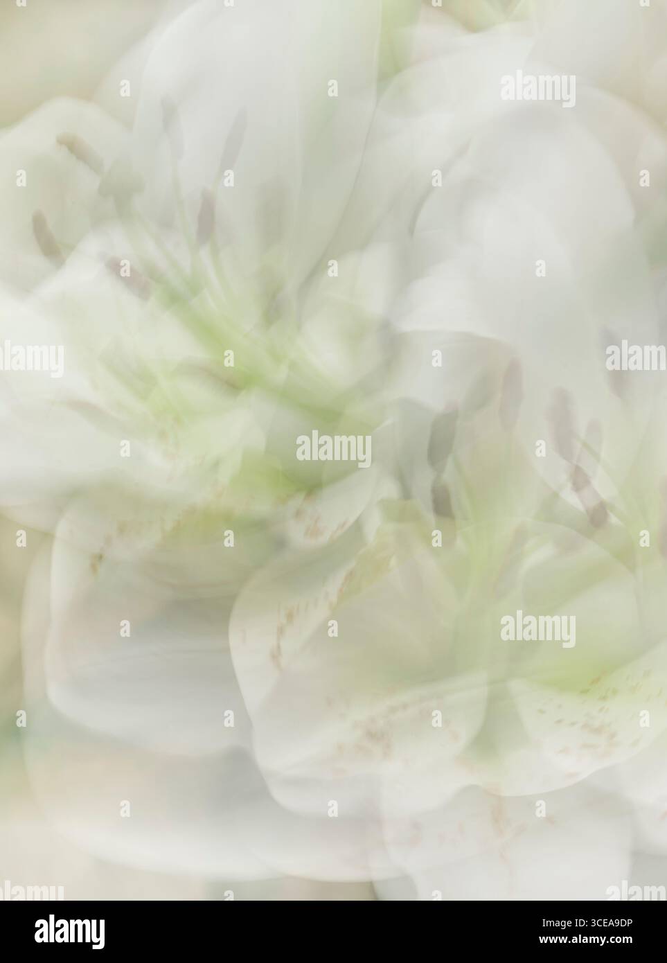 White lilies taken using Intentional Camera Movement technique to give ...