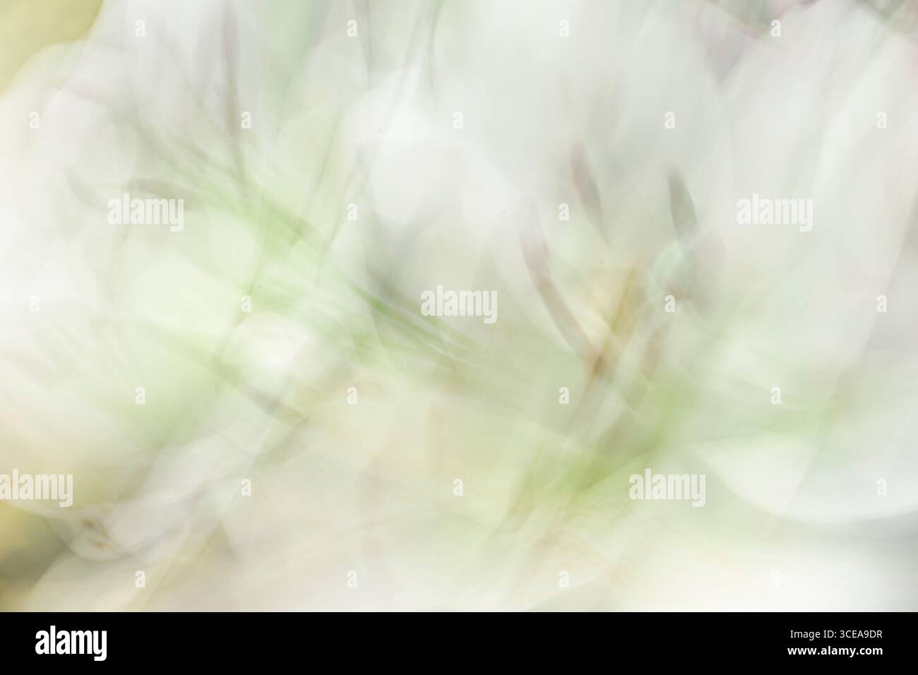 White lilies taken using Intentional Camera Movement technique to give ...