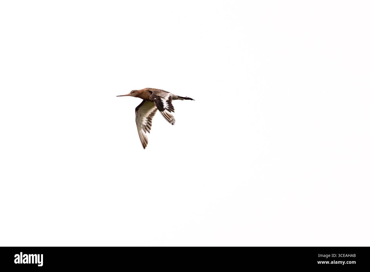 Foraging wader Cut Out Stock Images & Pictures - Alamy