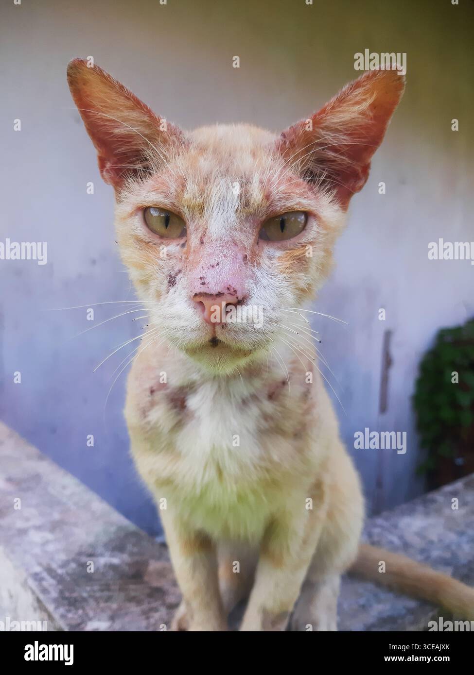 Sick stray cat with skin disease Stock Photo - Alamy