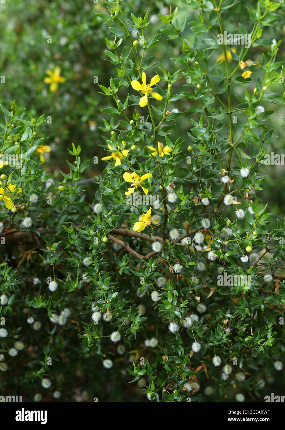 Creosote Bush, Greasewood or Chaparral, Larrea tridentata ...