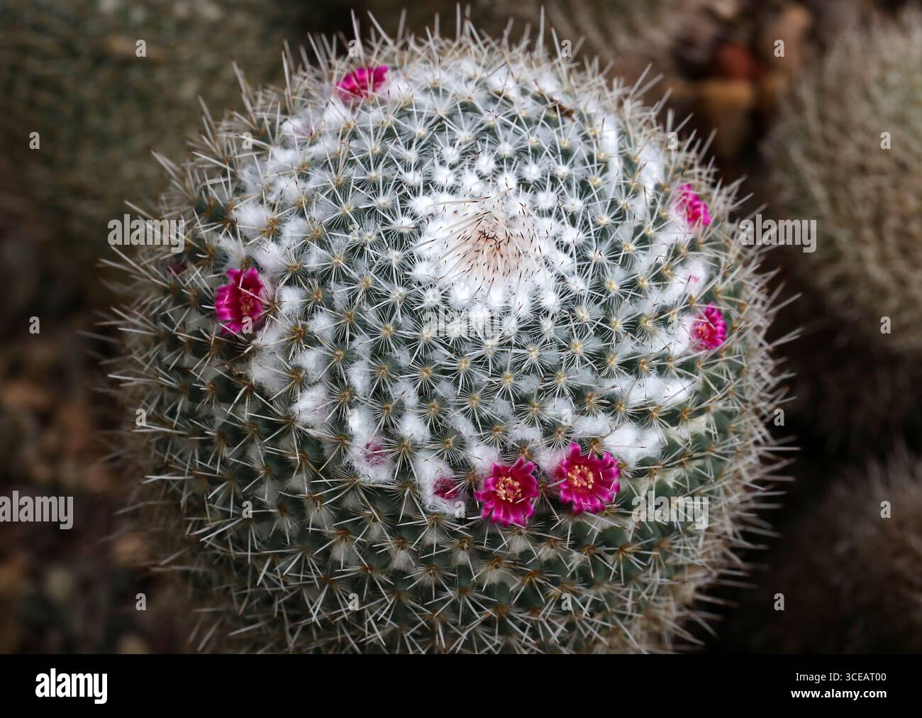 Twin Spined Cactus, Mamillaria geminispina, Cactaceae. Mexico, North ...