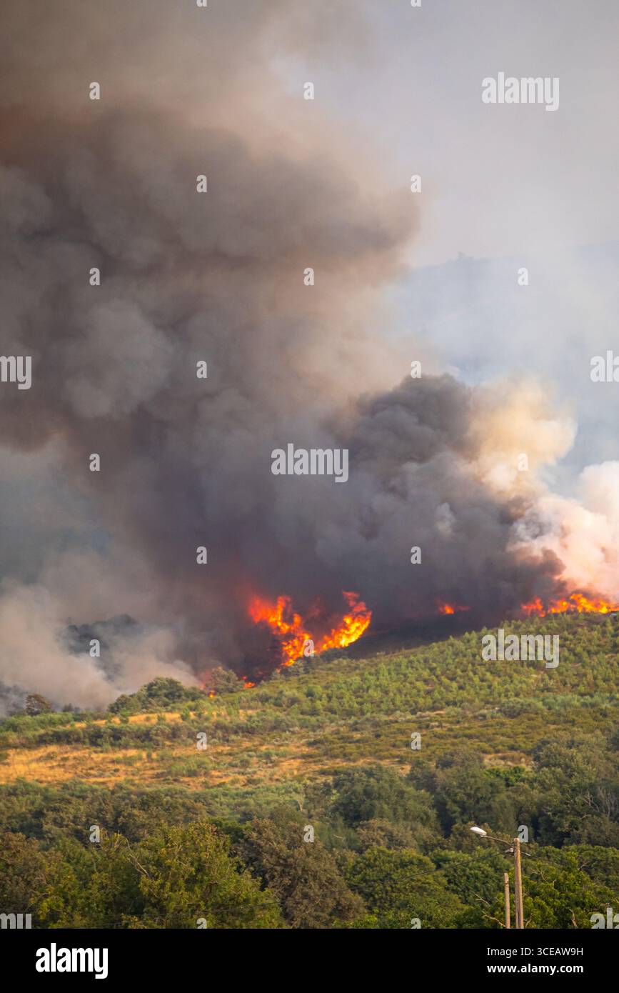 A Large Wildfire Burning on a Green Hillside. Concept Natural disaster ...