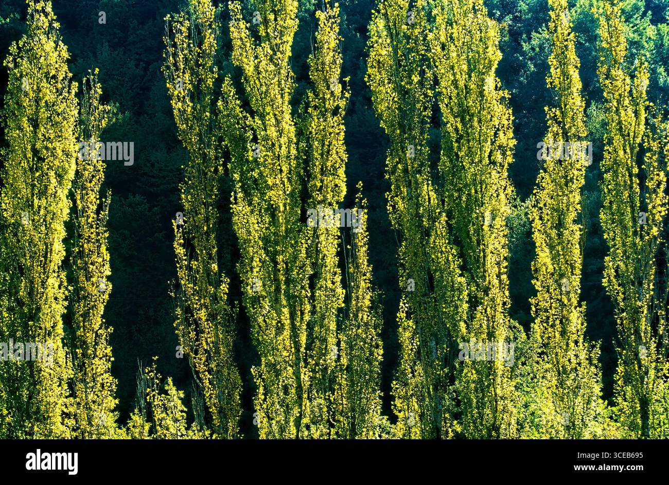 Trees italy hi-res stock photography and images - Alamy