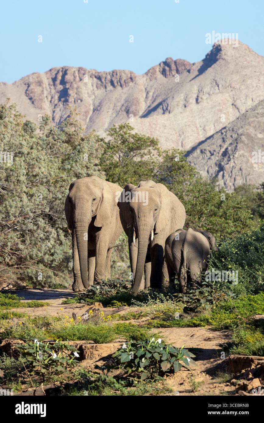 African Elephants (Desert-adapted) - Hoanib River Valley, Namibia ...