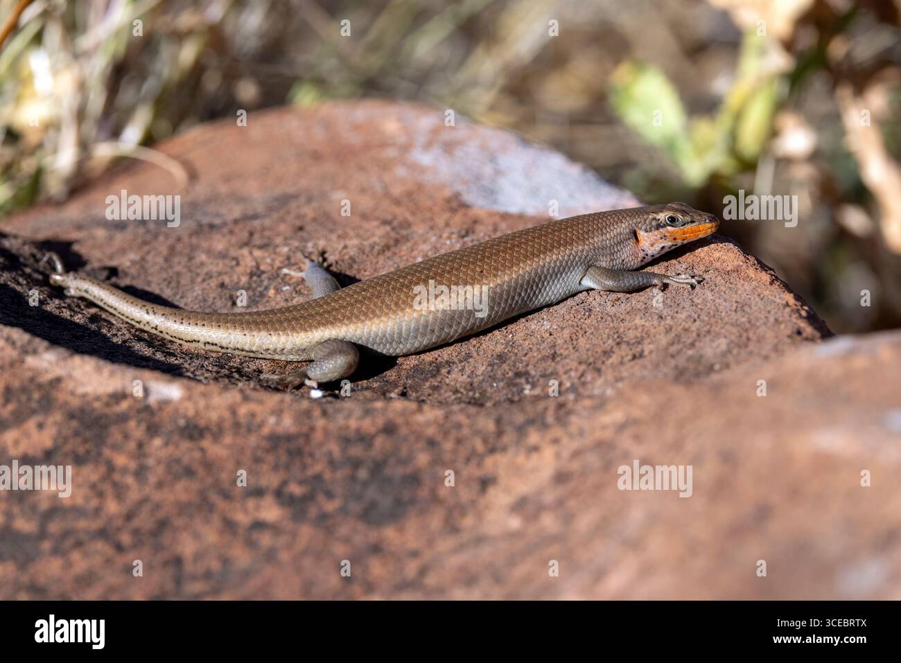 Wahlberg’s Striped Skink (Trachylepis wahlbergii) - Etendeka Plateau ...