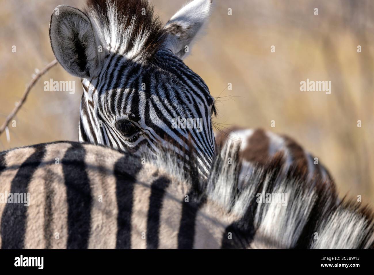 Zebra foal hiding hi-res stock photography and images - Alamy